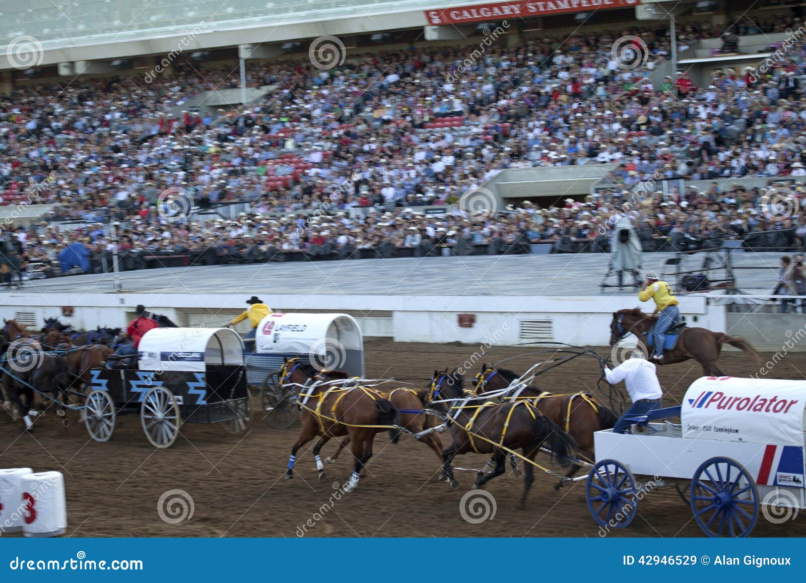 Wagon racing, Calgary editorial stock image. Image of alberta - 42946529