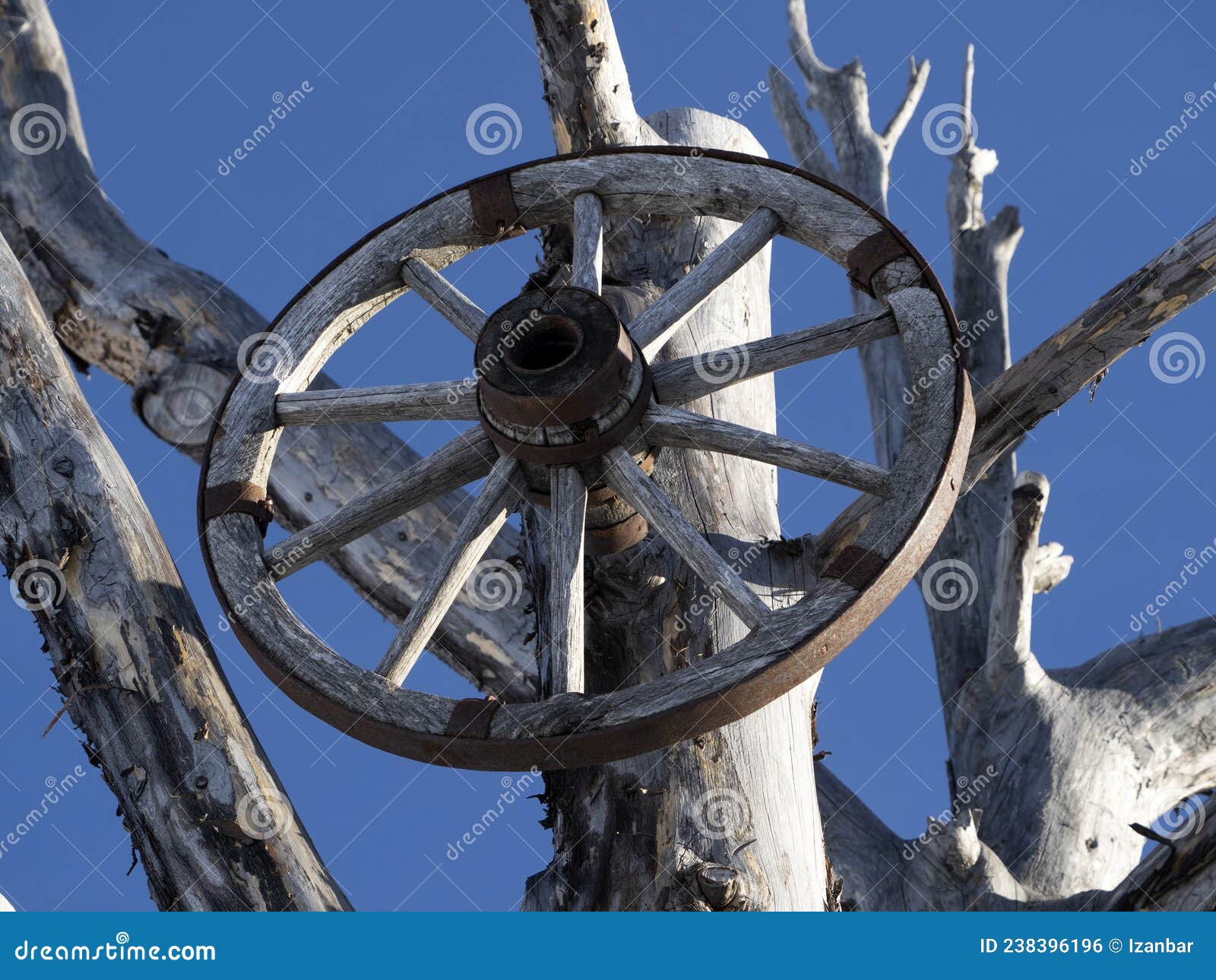 Wagon wheel on a dead tree stock photo. Image of country - 238396196