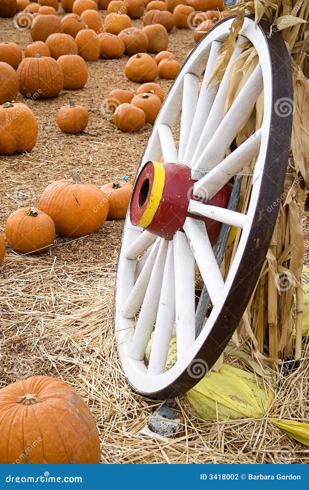 Wagon Wheel Pumpkin Patch stock photo. Image of fall, thanksgiving ...