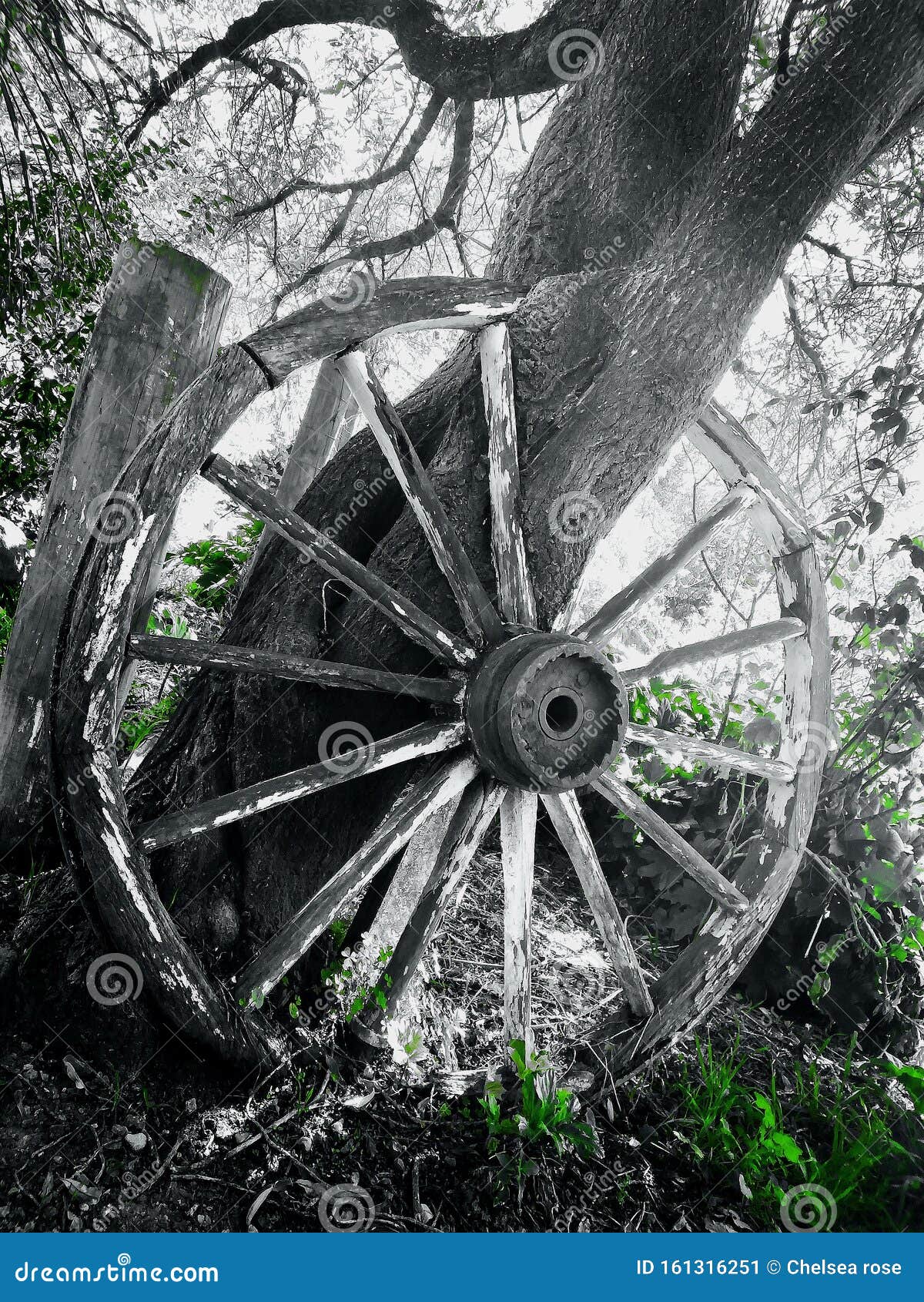 Wagon wheel stuck stock image. Image of trees, wheel - 161316251
