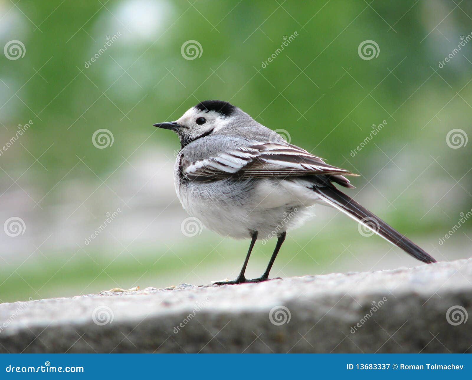 Wagtail stock image. Image of single, zoology, animal - 13683337