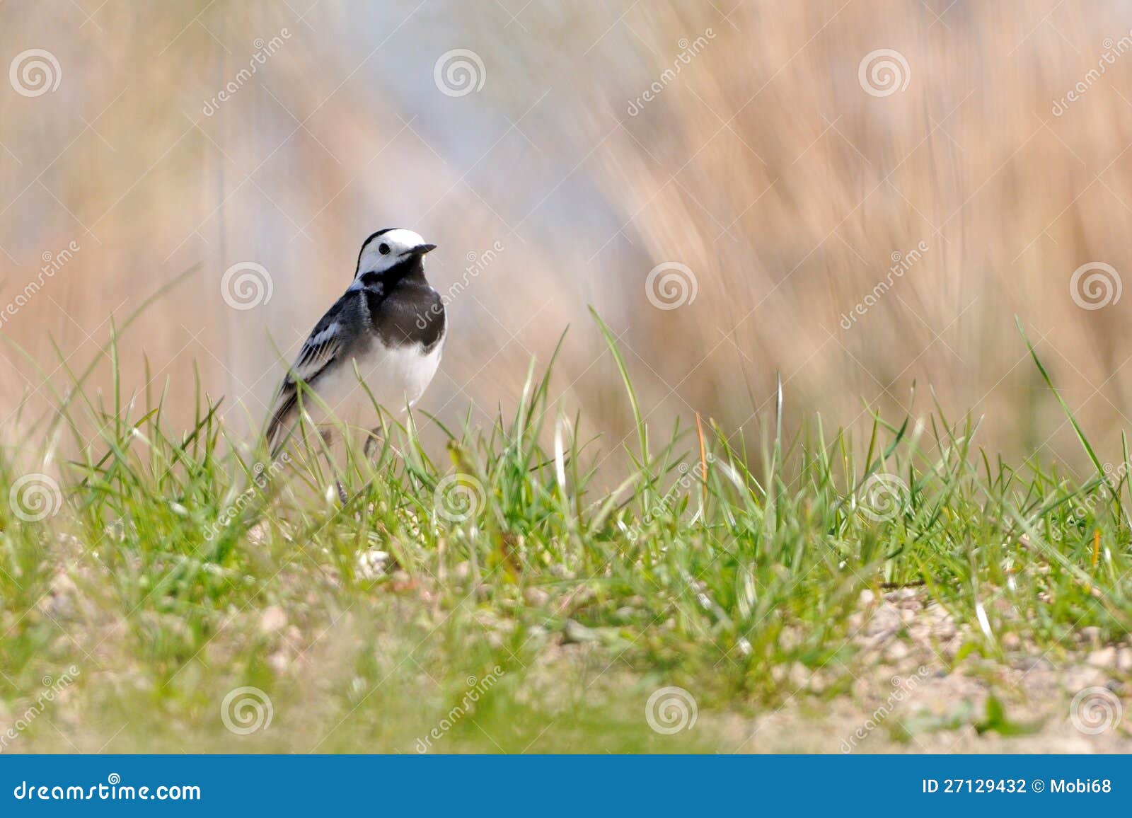 Wagtail stock photo. Image of stalk, wagtail, brook, alba - 27129432