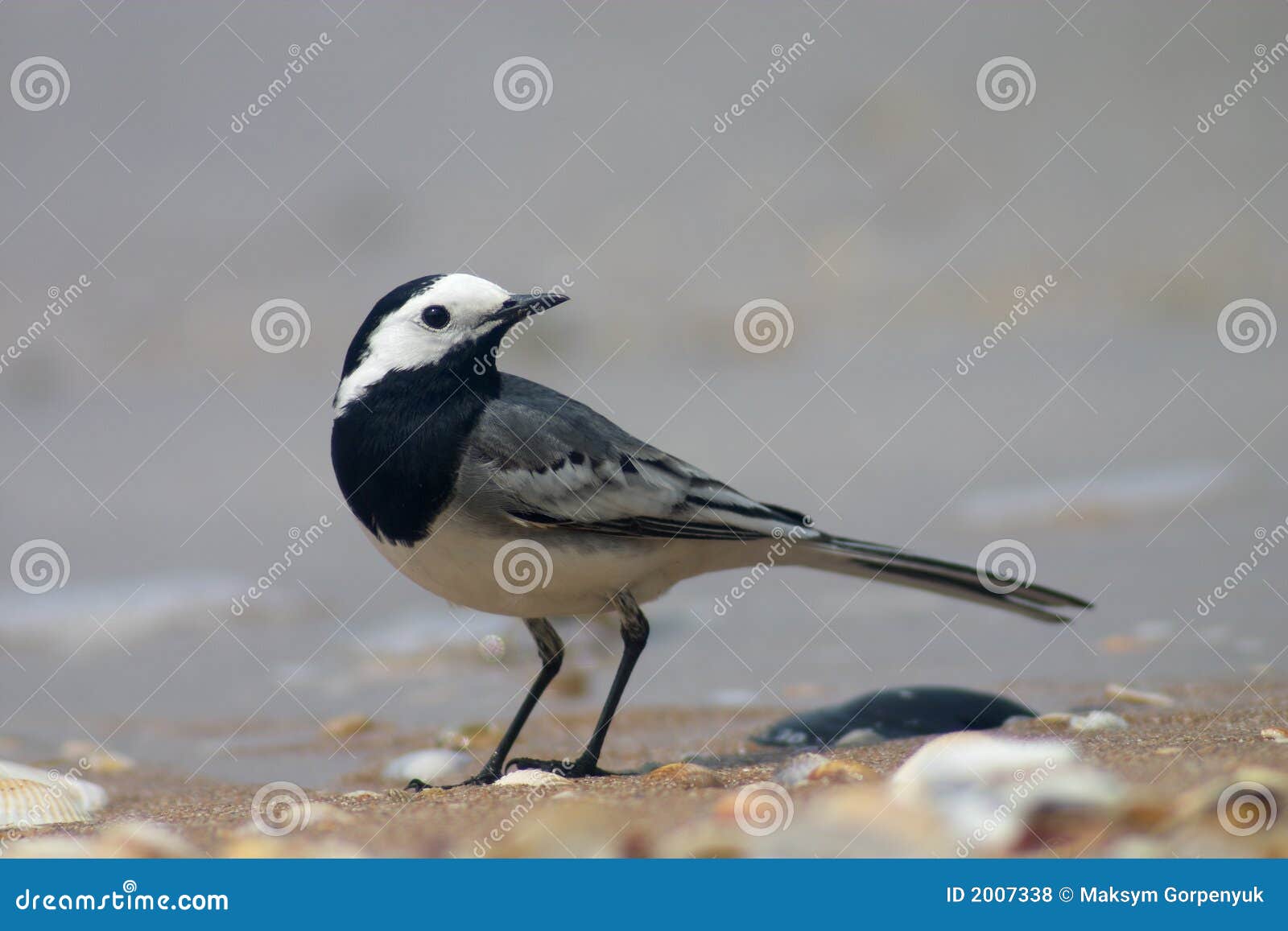 Wagtail bird stock photo. Image of little, bank, bird - 2007338