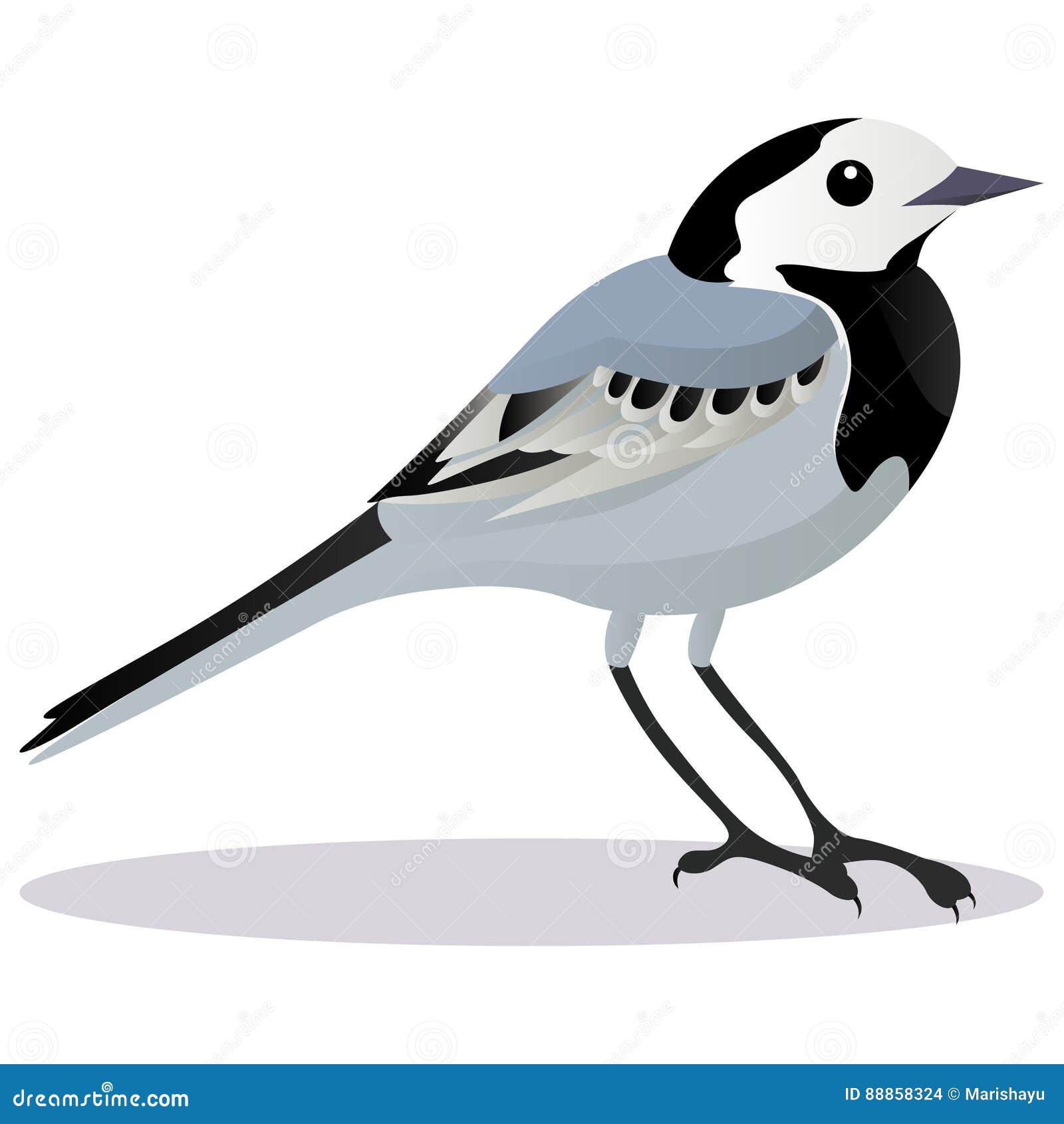 Wagtail Vector Illustration | CartoonDealer.com #54604964