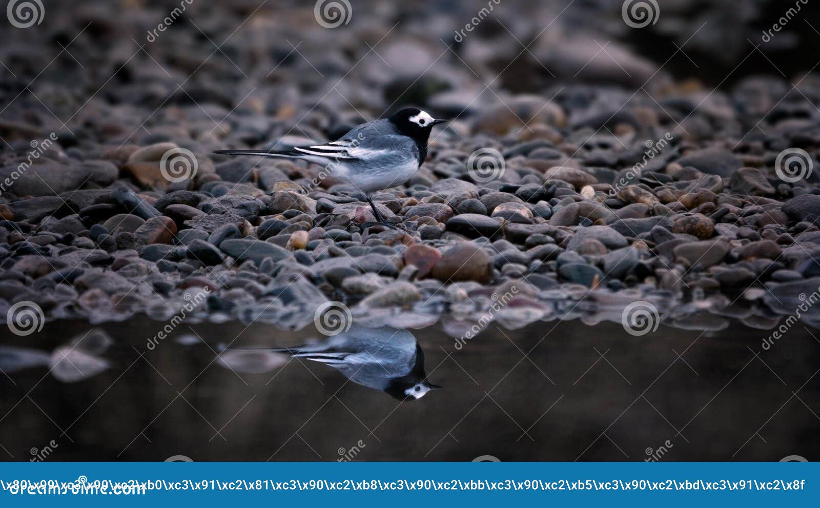 Wagtail Common Bird with Reflection in Water Stock Image - Image of ...