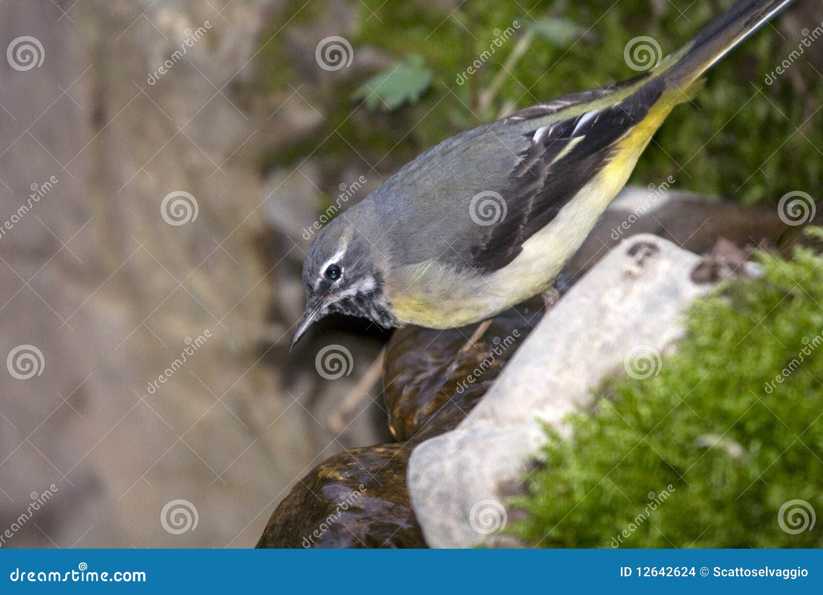Wagtail Gris (Motacilla Cinerea) Foto de archivo - Imagen de musgo ...