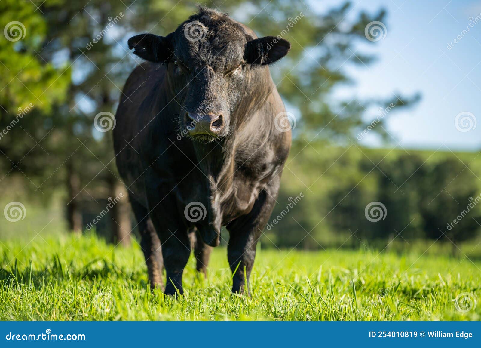 Wagyu Bull in a Field in Outback Australia Stock Image - Image of ...