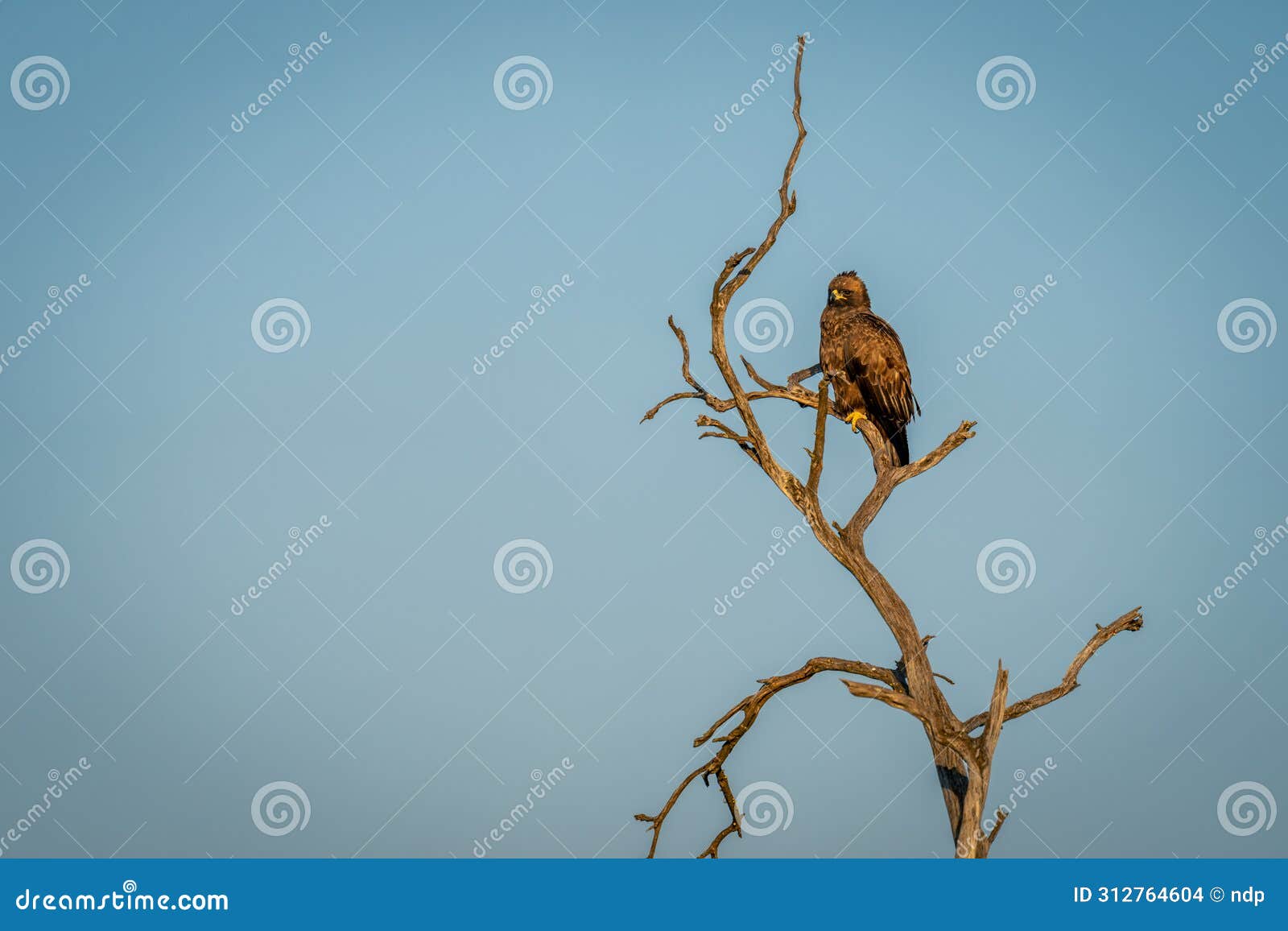 Wahlberg Eagle in Dead Tree in Sunshine Stock Photo - Image of savanna ...