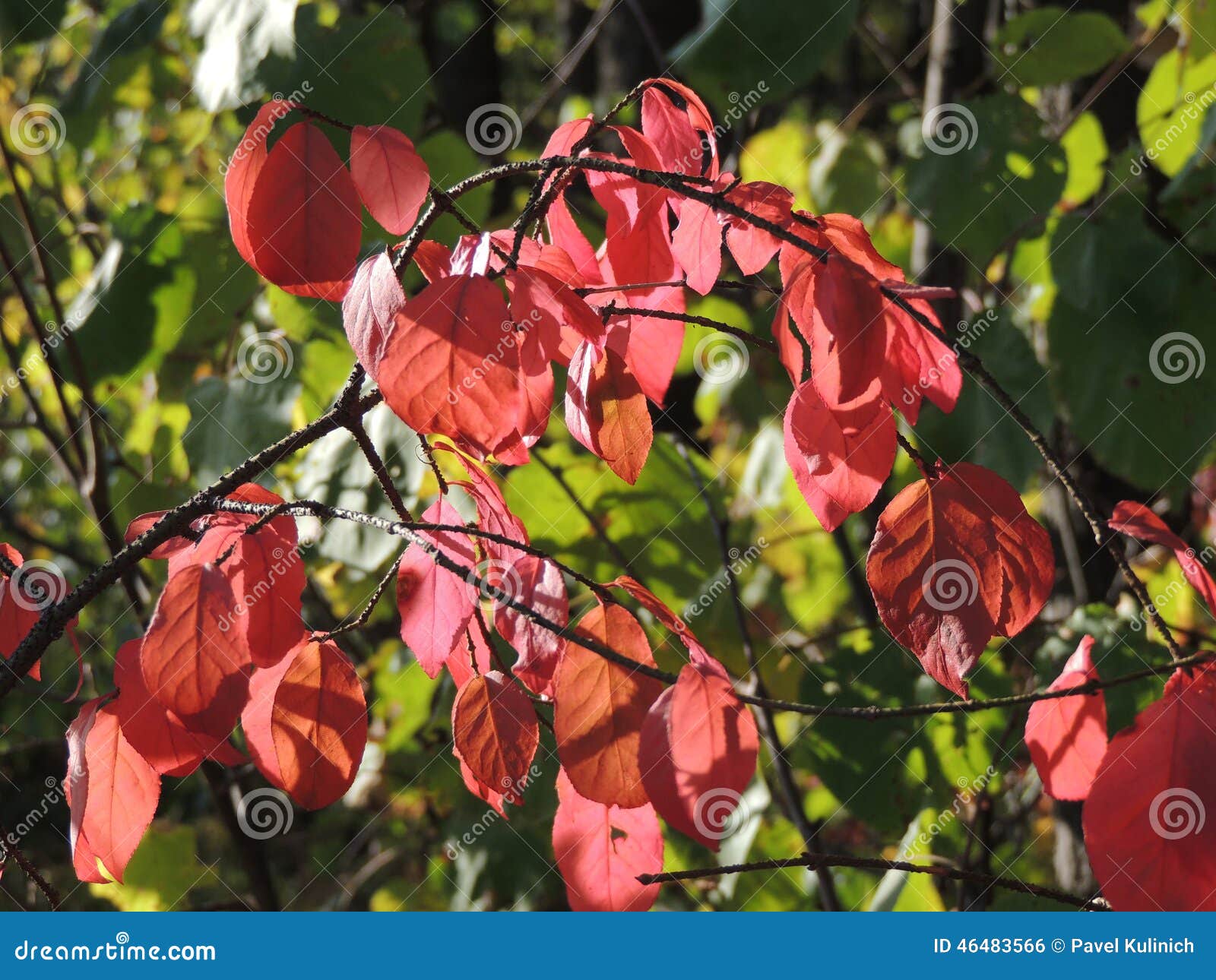 Wahoo stock photo. Image of stationary, season, light - 46483566