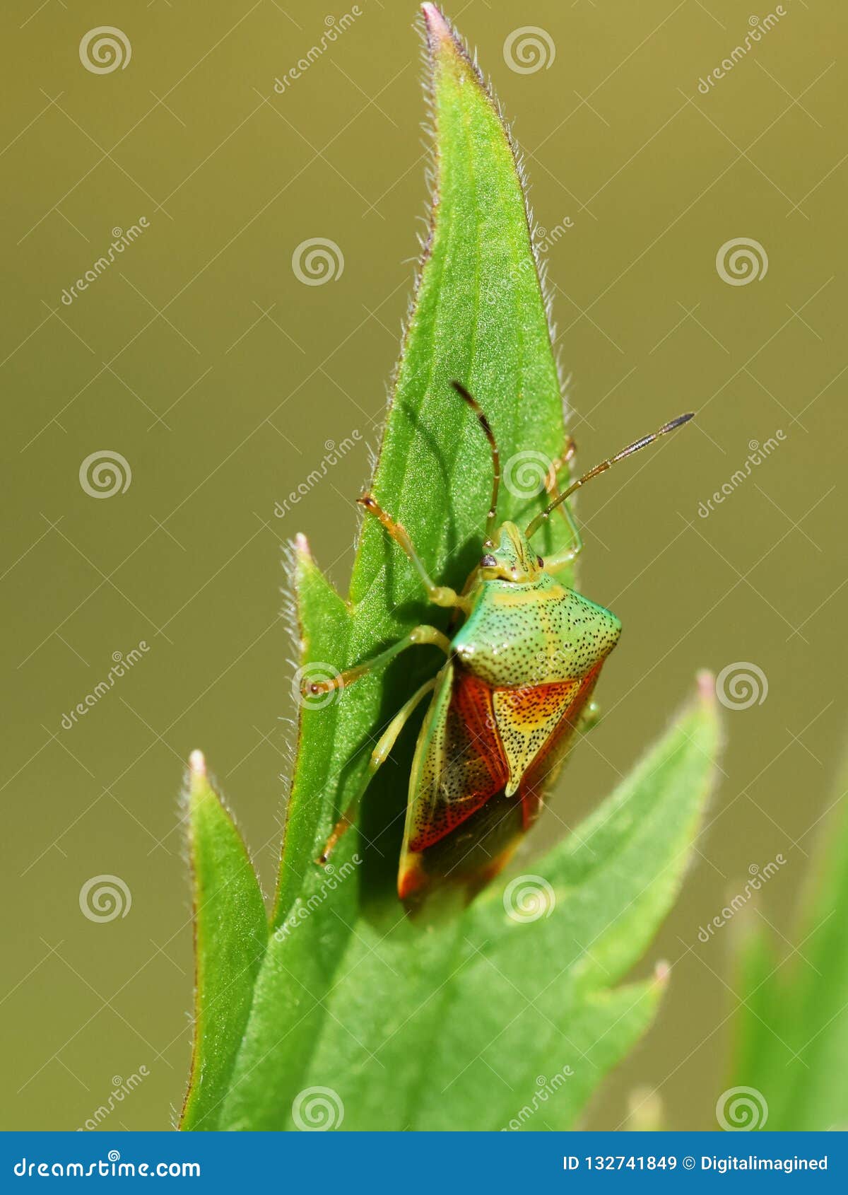 Wahre Wanze Acanthosoma-haemorrhoidale Stockbild - Bild von blatt, nave ...