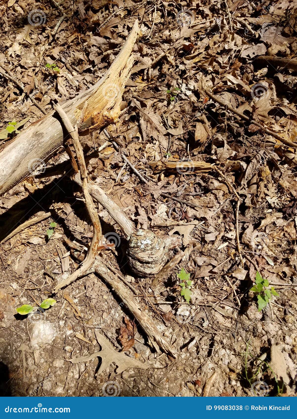 A Wail in the Woods Root or Tree Knot Stock Photo - Image of wail, tree ...