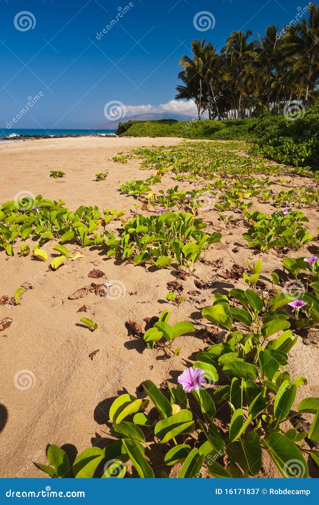 Wailea beach stock image. Image of glory, wailea, maui - 16171837