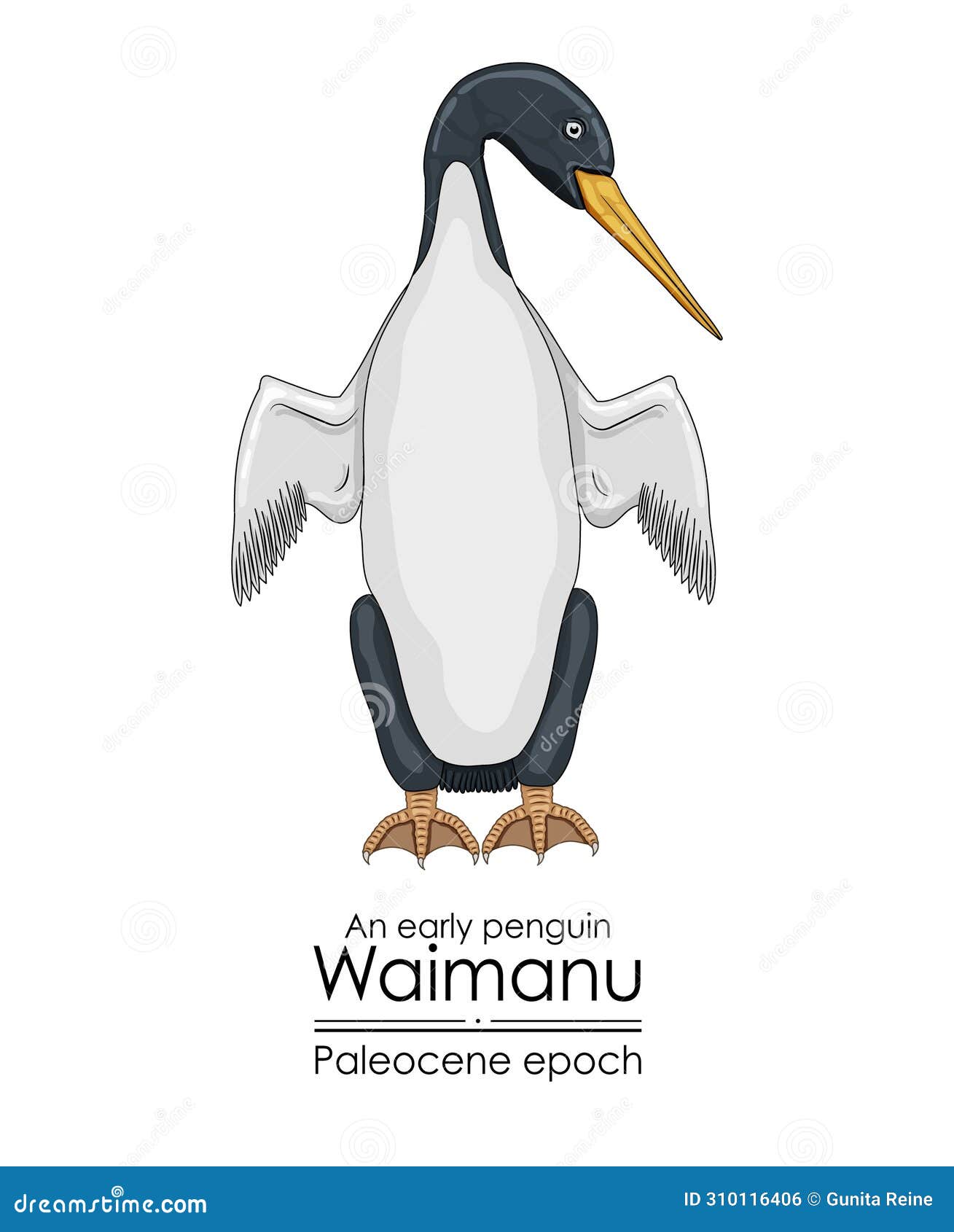 Waimanu Cartoons, Illustrations & Vector Stock Images - 3 Pictures to ...