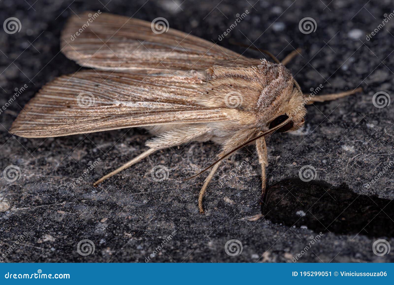 Wainscot Moth stock image. Image of leucaniini, beauty - 195299051