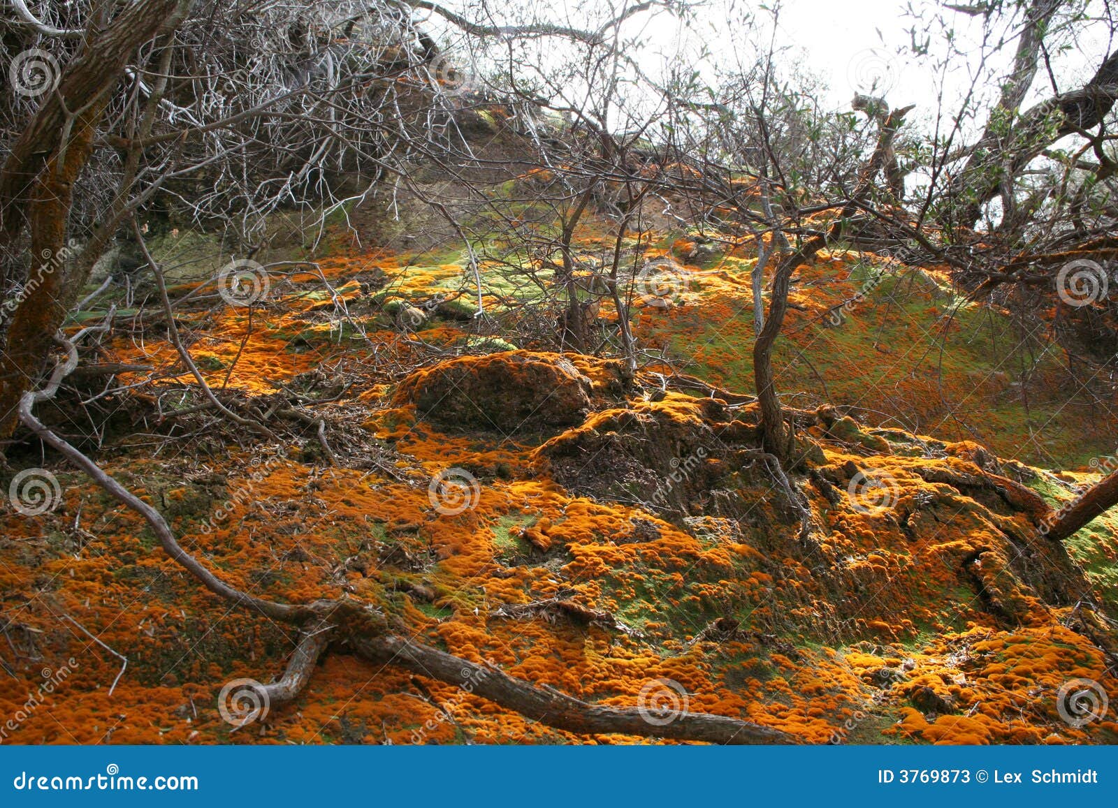 Waiotapu Orange Moss Stock Photos - Free & Royalty-Free Stock Photos ...