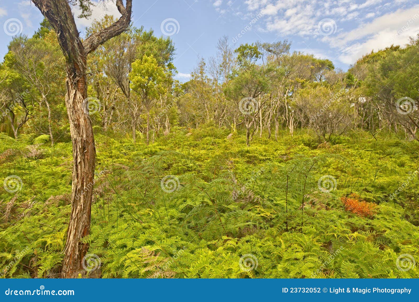 Waipoua Kauri Forest stock photo. Image of green, ferns - 23732052