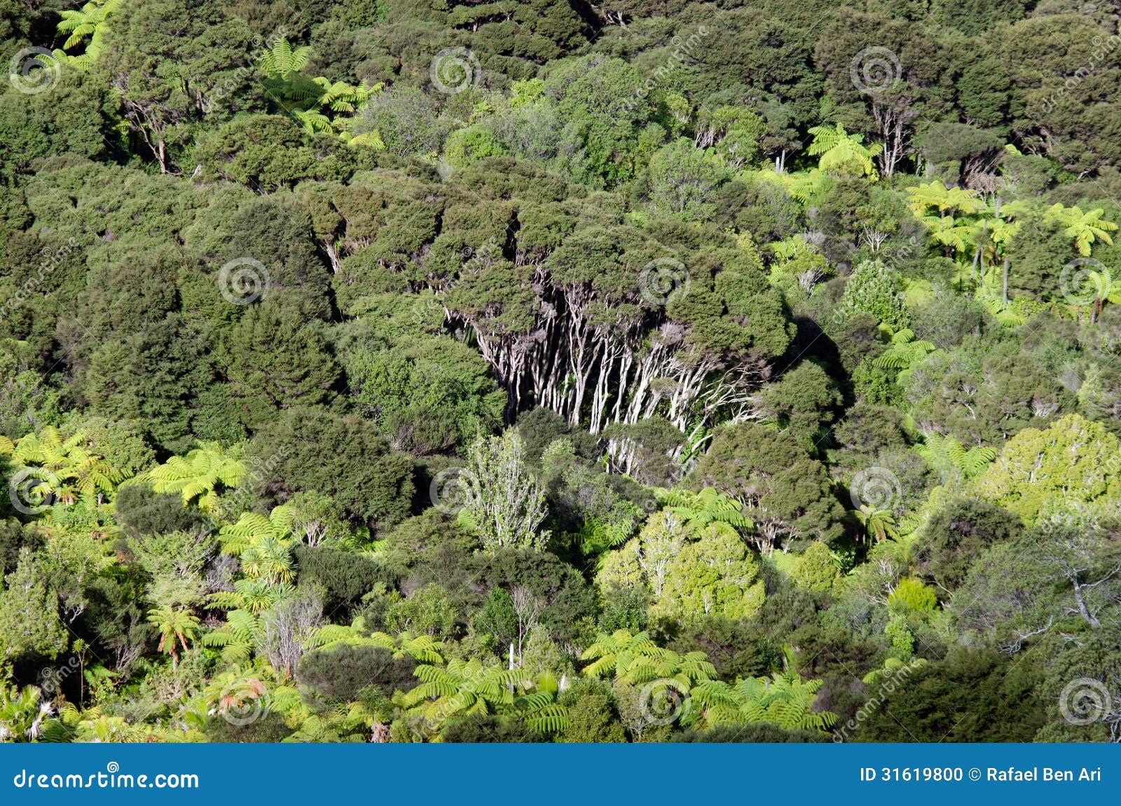 Waitakere Ranges - New Zealand Stock Photo - Image of adventure ...