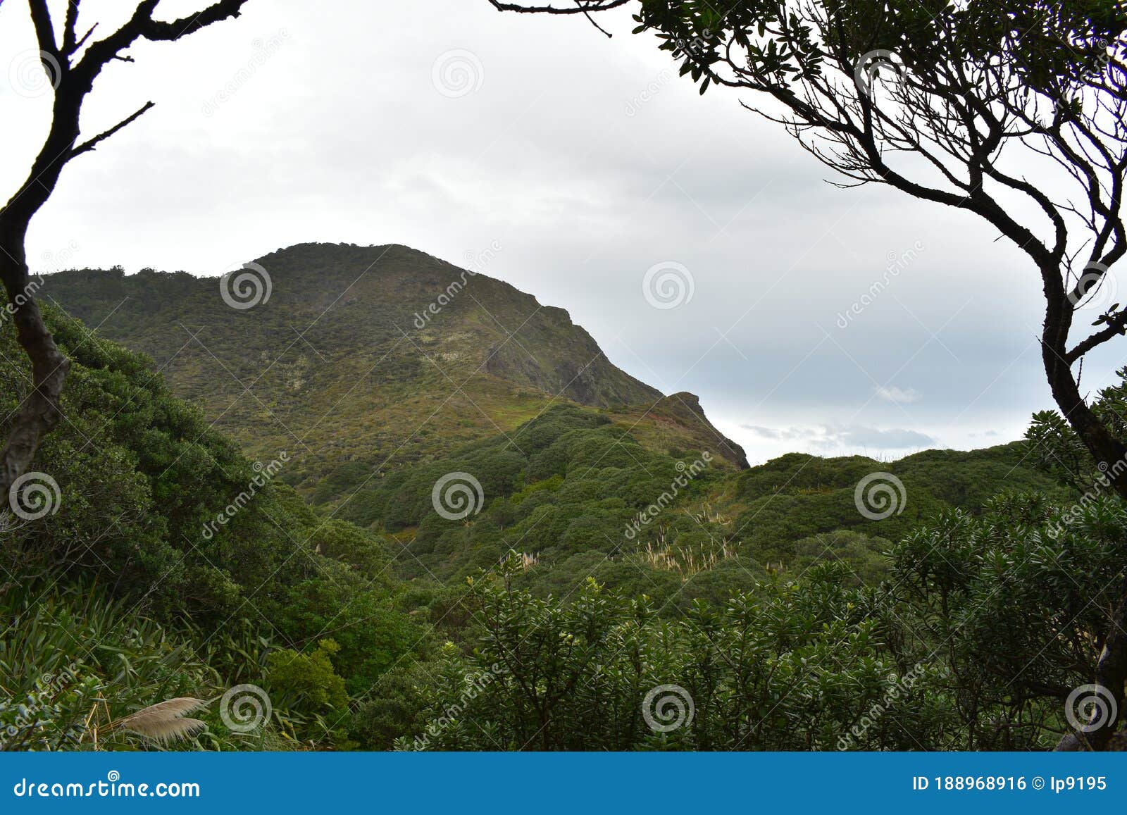 Waitakere Ranges Regional Park Bush Stock Photo - Image of green ...