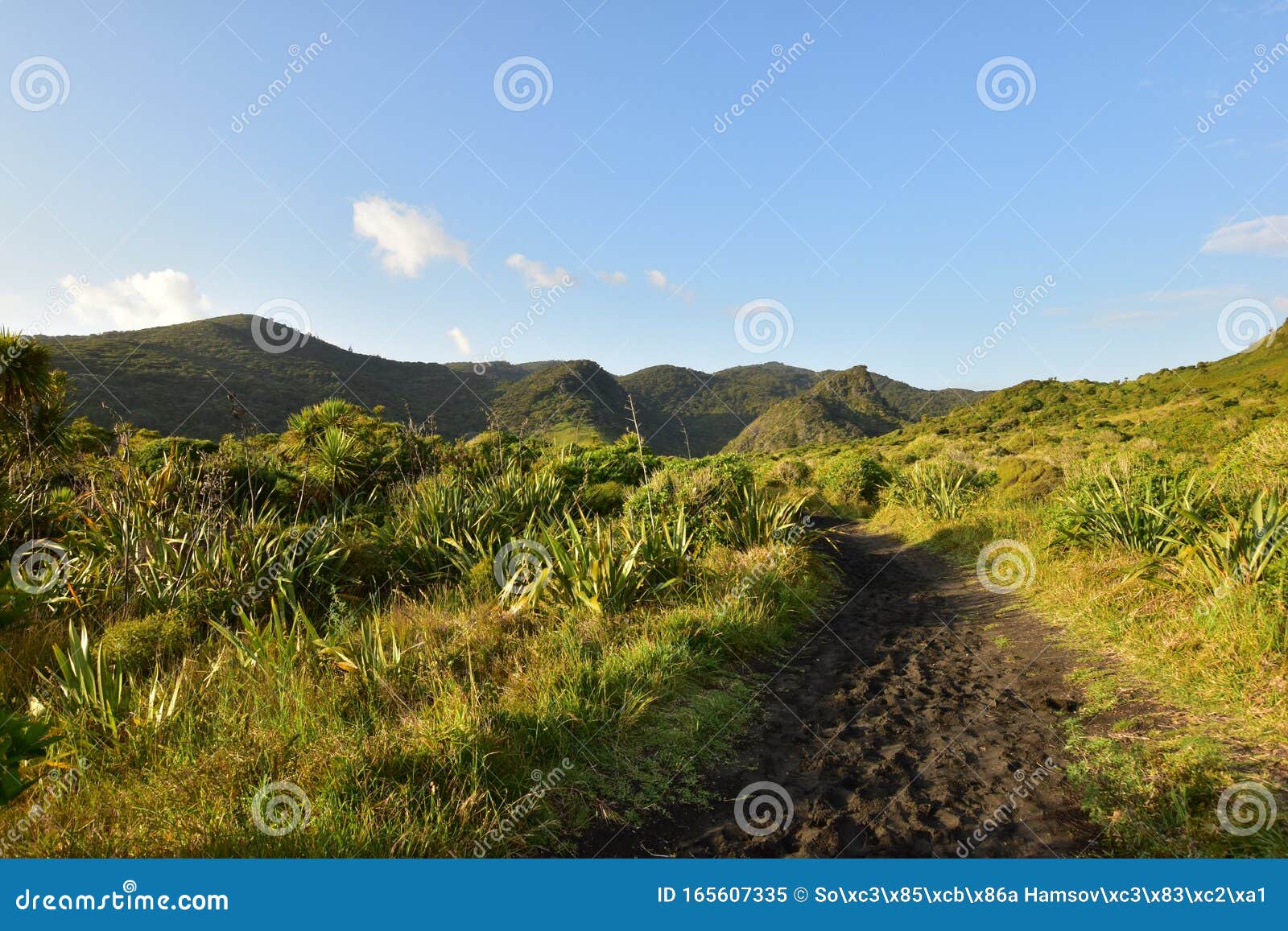Waitakere Ranges from Whatipu Area Stock Image - Image of green ...