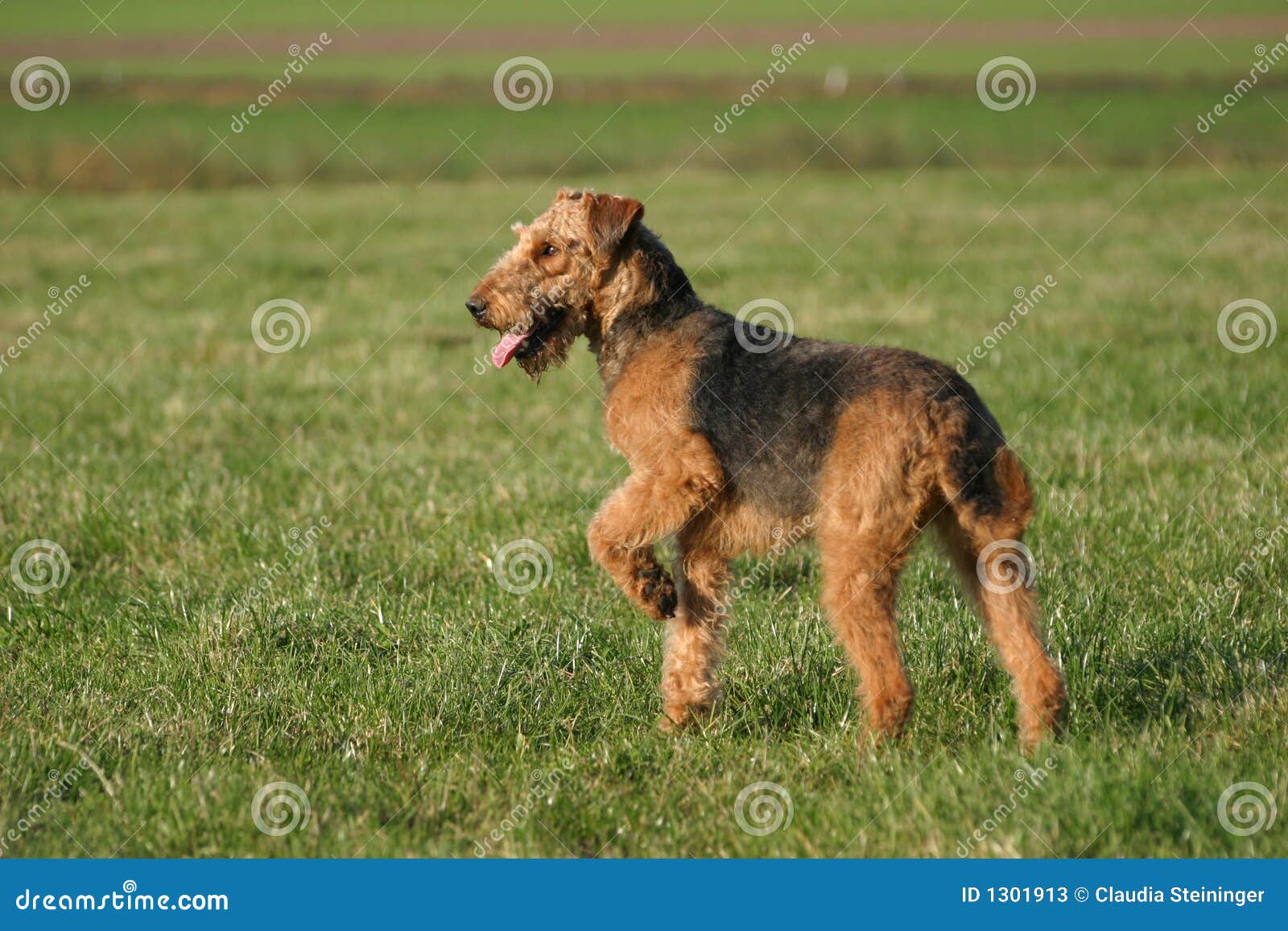 Waiting... stock image. Image of breed, animal, standing - 1301913