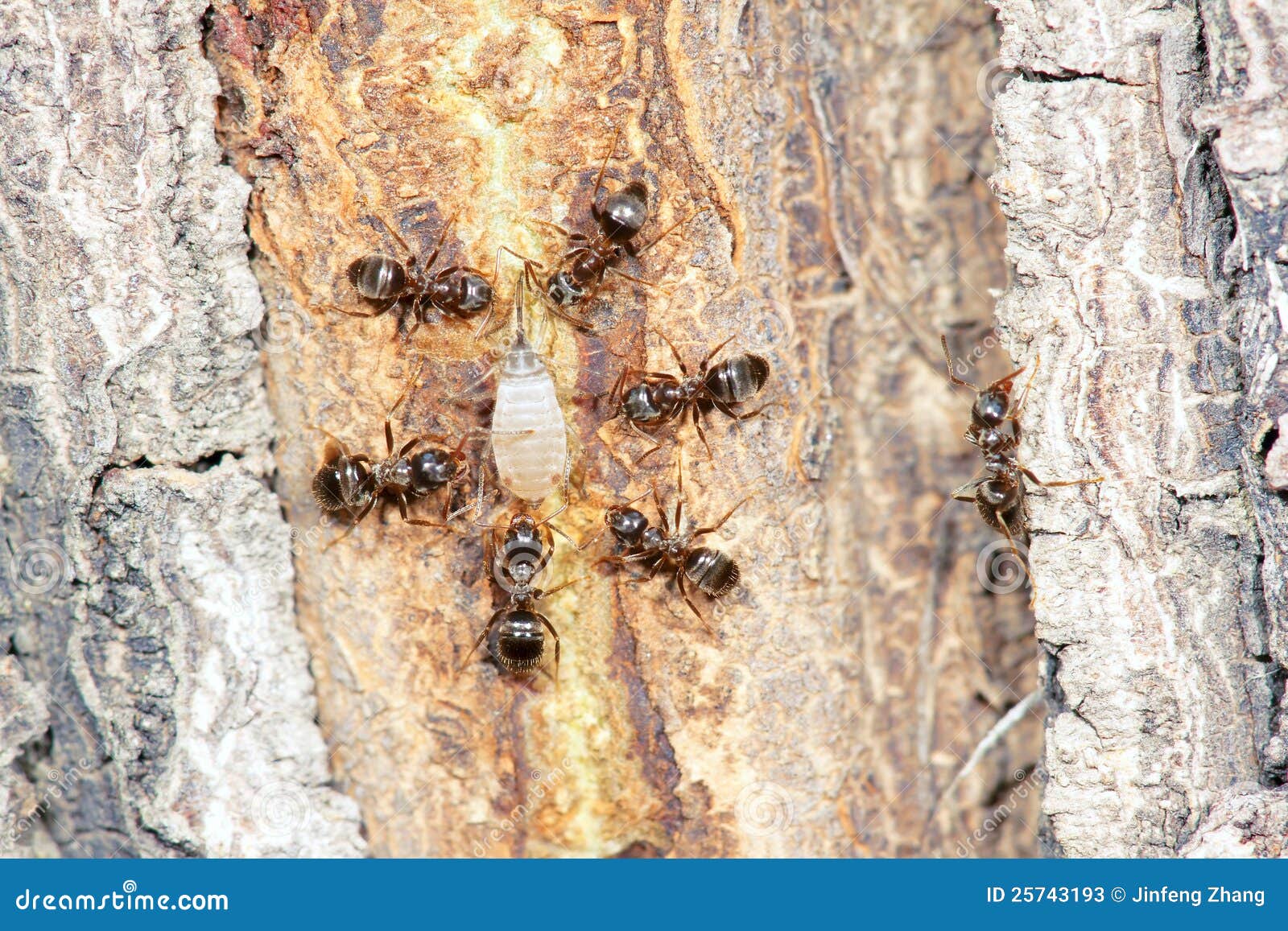 Waiting stock image. Image of bole, animals, animal, mutualistic - 25743193