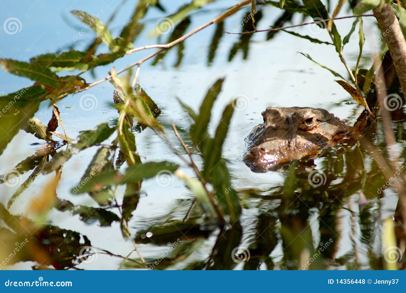 Waiting Alligator - Amazon River Stock Photo - Image of americas ...