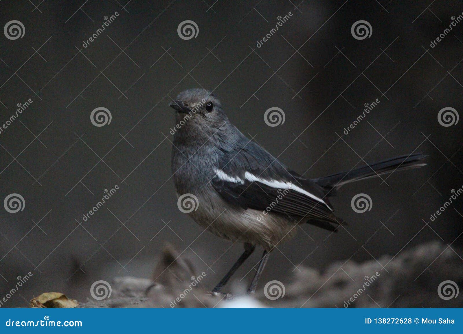 A waiting beautiful bird stock photo. Image of nice - 138272628