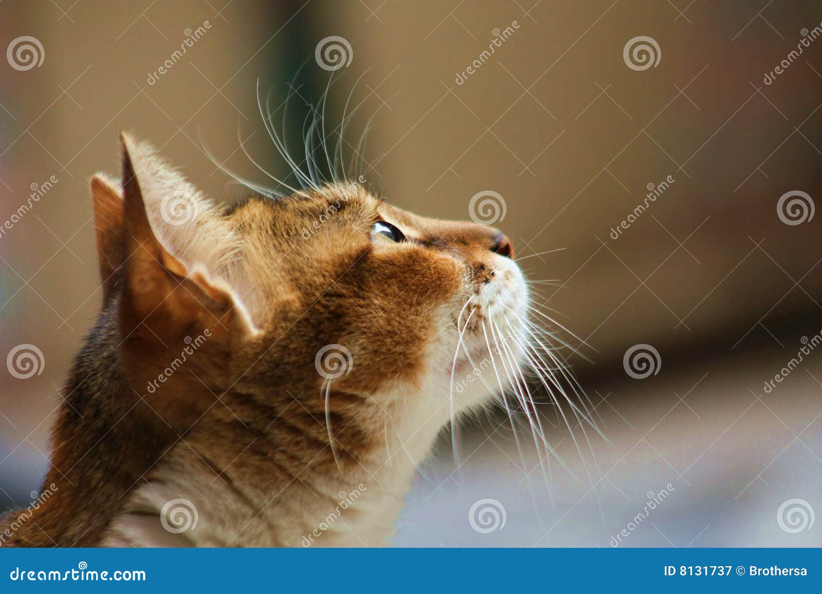 Waiting cat stock image. Image of wait, eyes, care, owner - 8131737