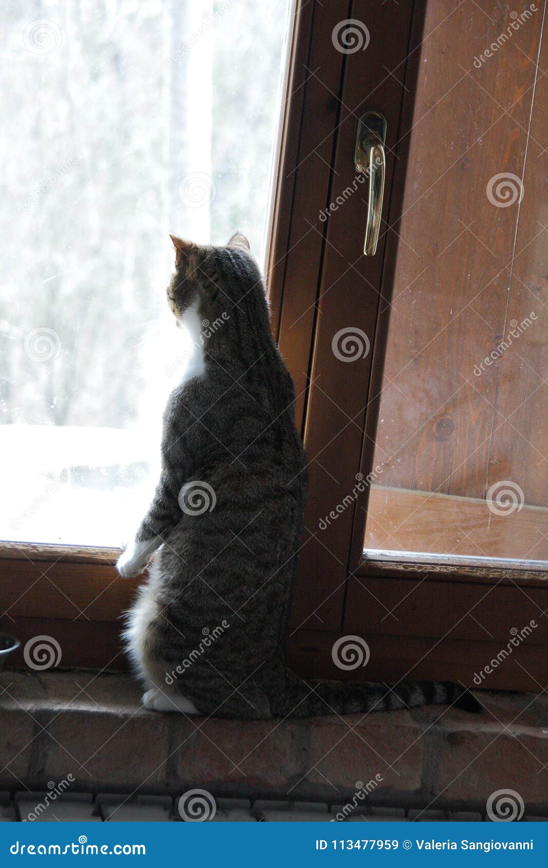 Cat At Window Waiting