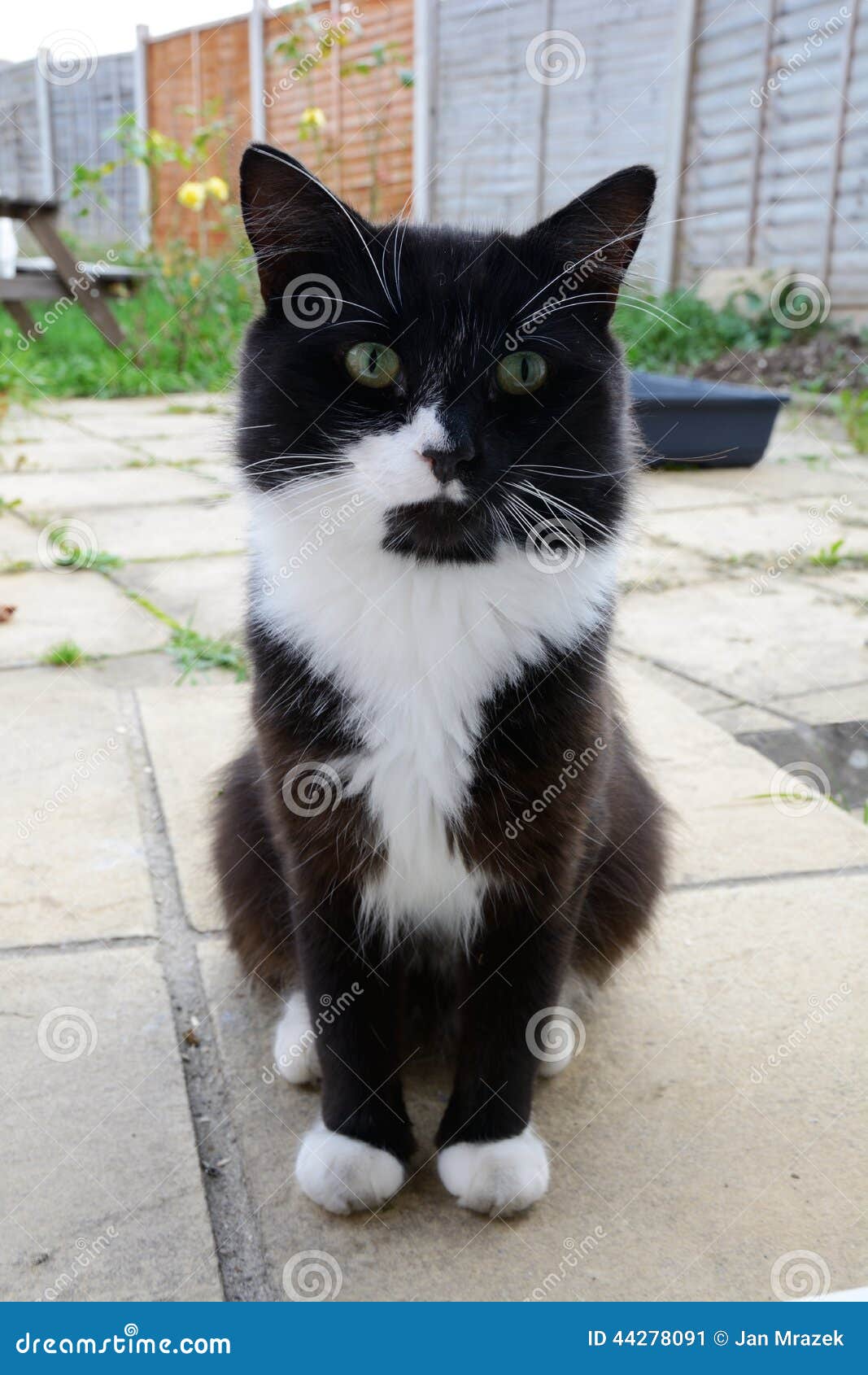 Waiting cat stock image. Image of sitting, garden, looking - 44278091