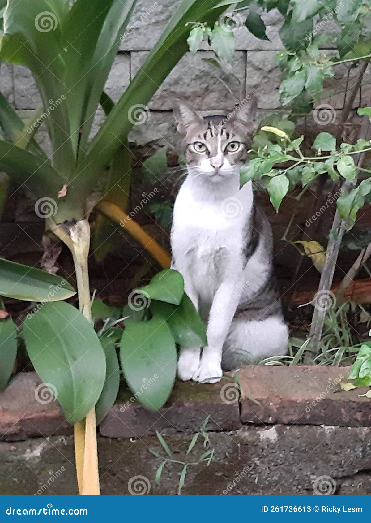 Waiting cat stock image. Image of woodland, garden, nature - 261736613