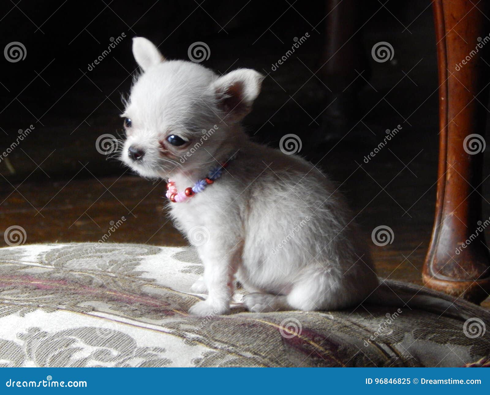 Waiting for daddy stock image. Image of waiting, heard - 96846825