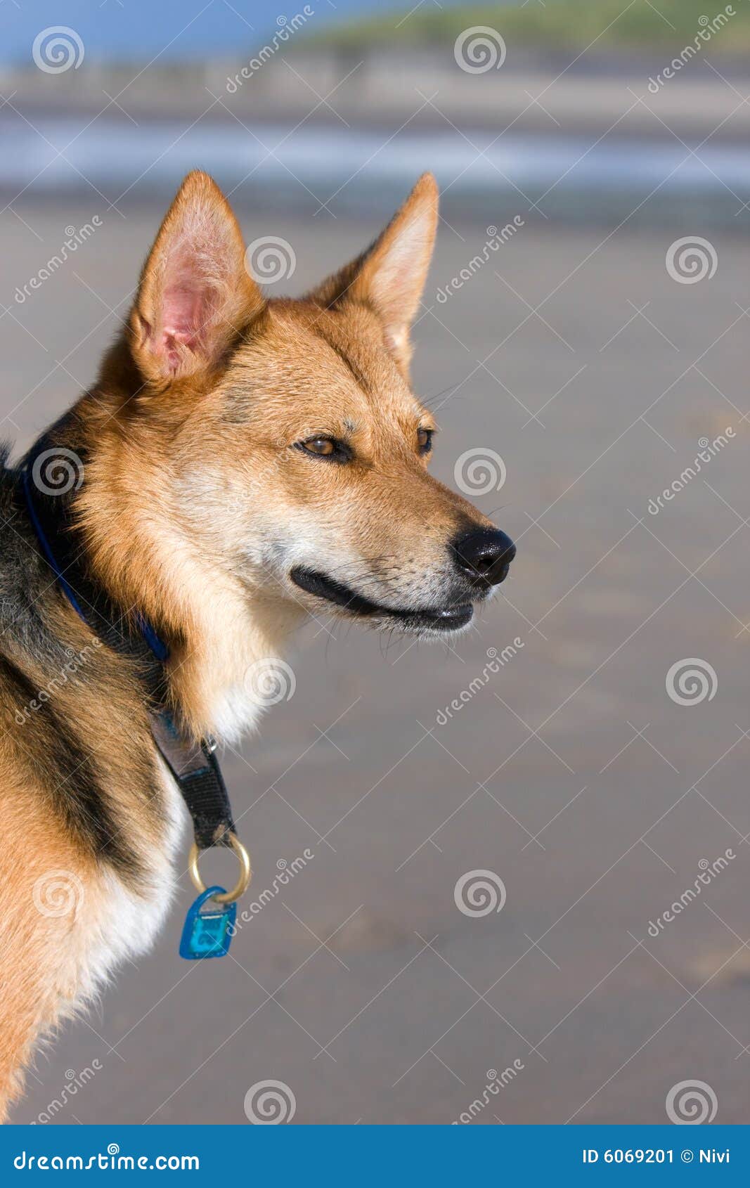 Waiting dog stock image. Image of yellow, tricoloured - 6069201