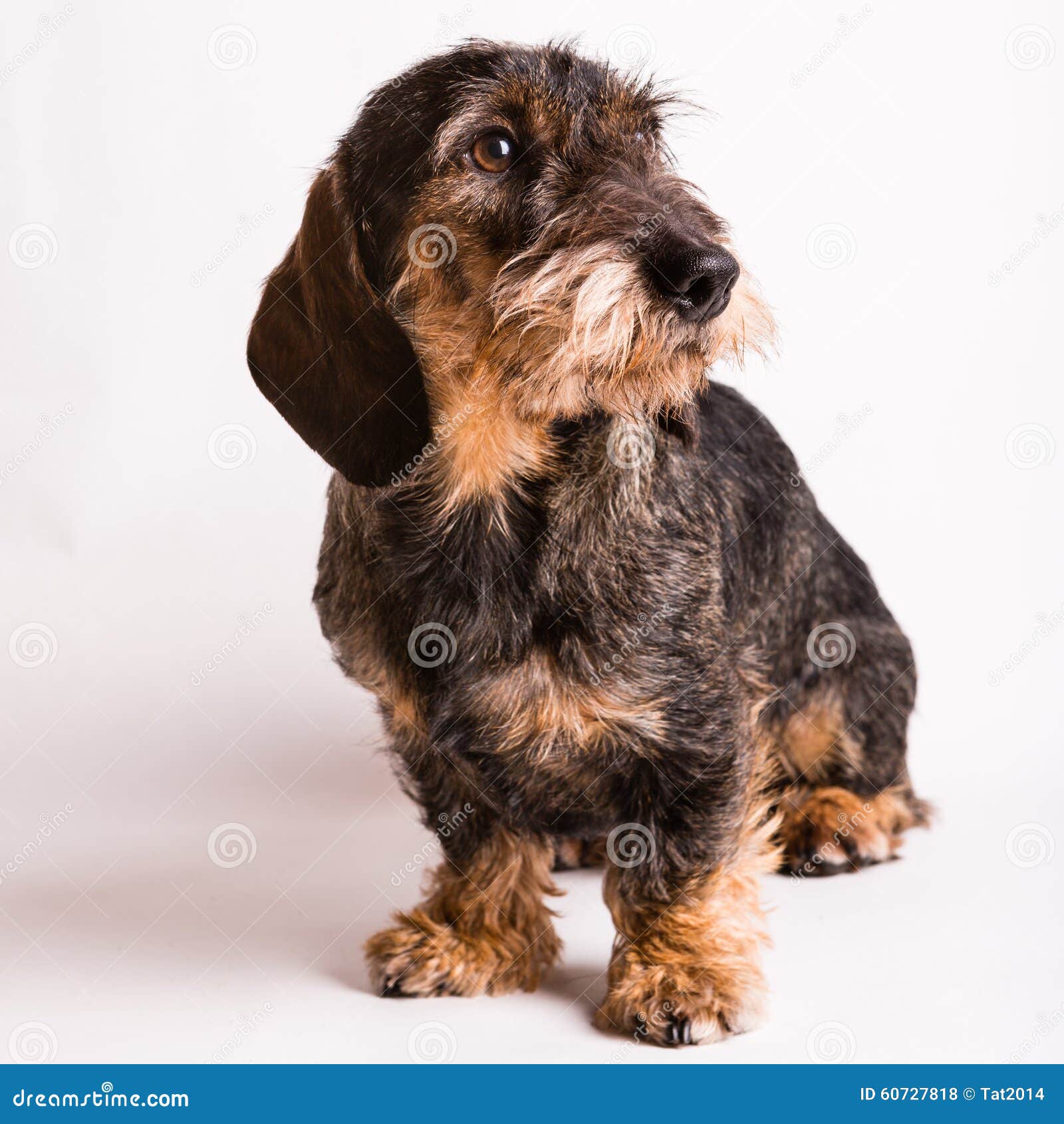 Waiting dog stock photo. Image of adoring, dahcshund - 60727818
