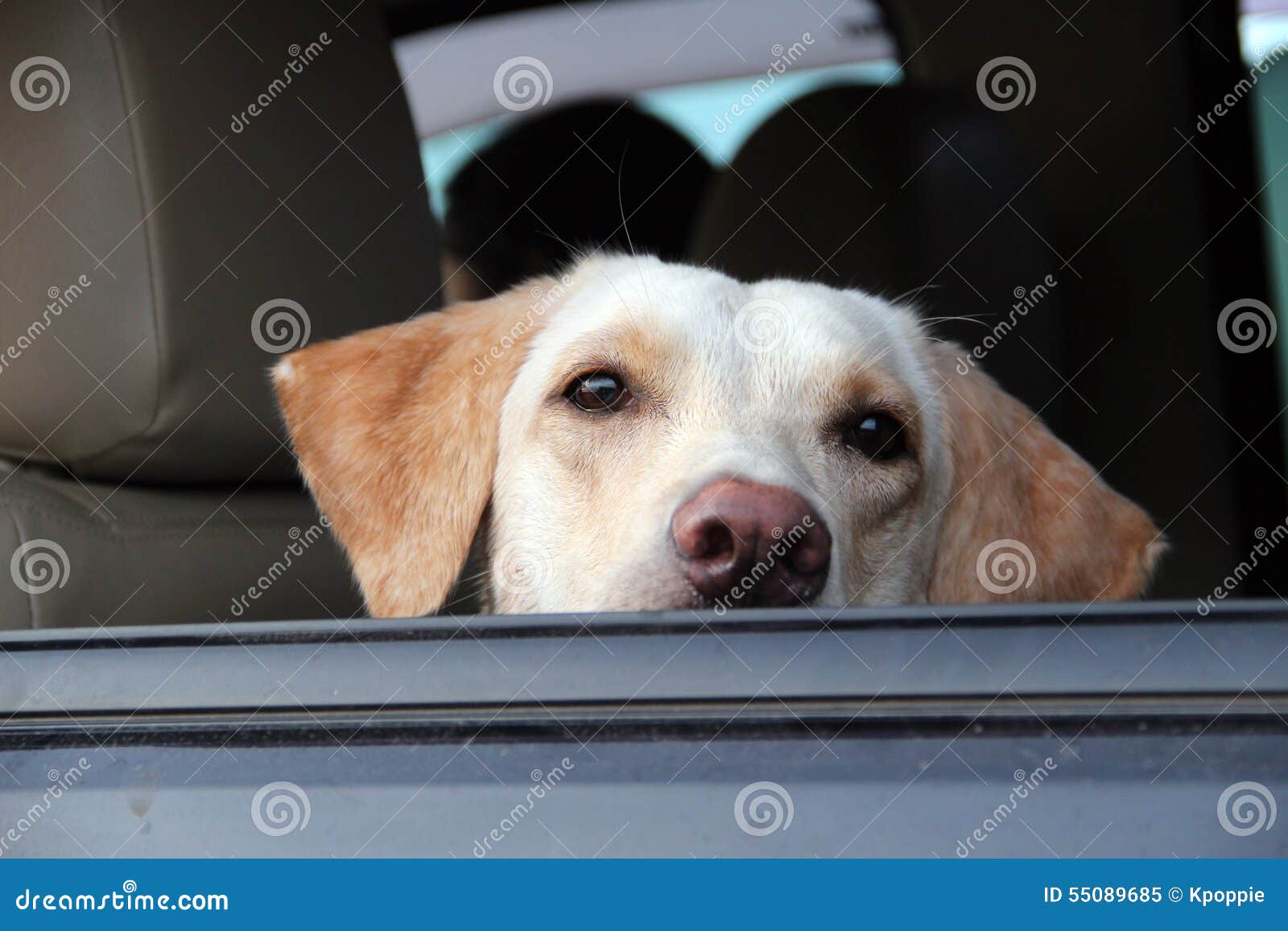 Waiting dog stock image. Image of brown, alone, journey - 55089685