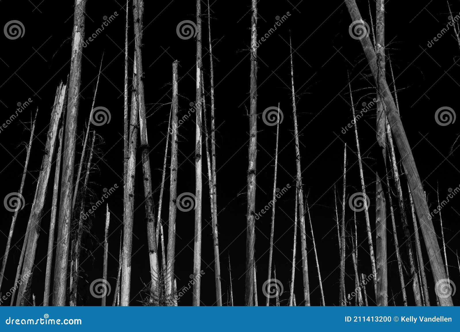 Waiting for Fall stock photo. Image of white, high, summer - 211413200