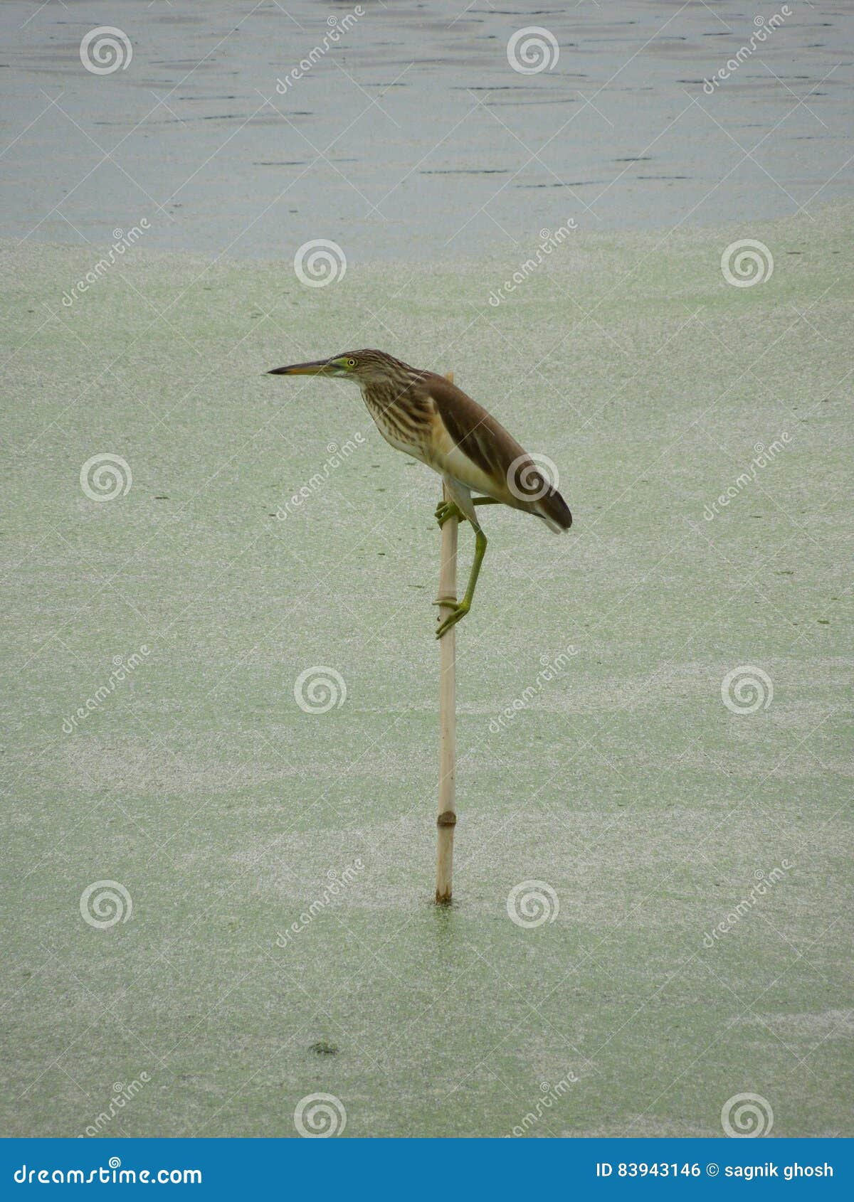 Waiting for fish stock photo. Image of waiting, long - 83943146