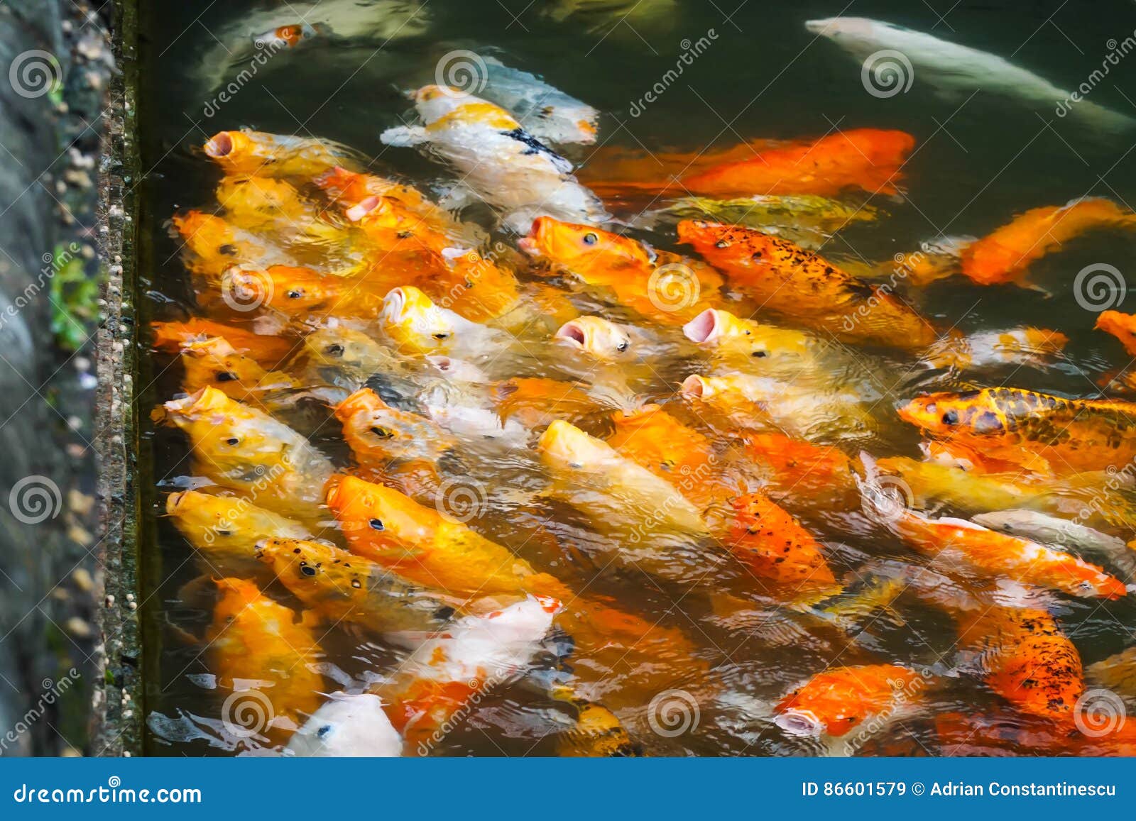 Waiting for food stock image. Image of feeding, competition - 86601579