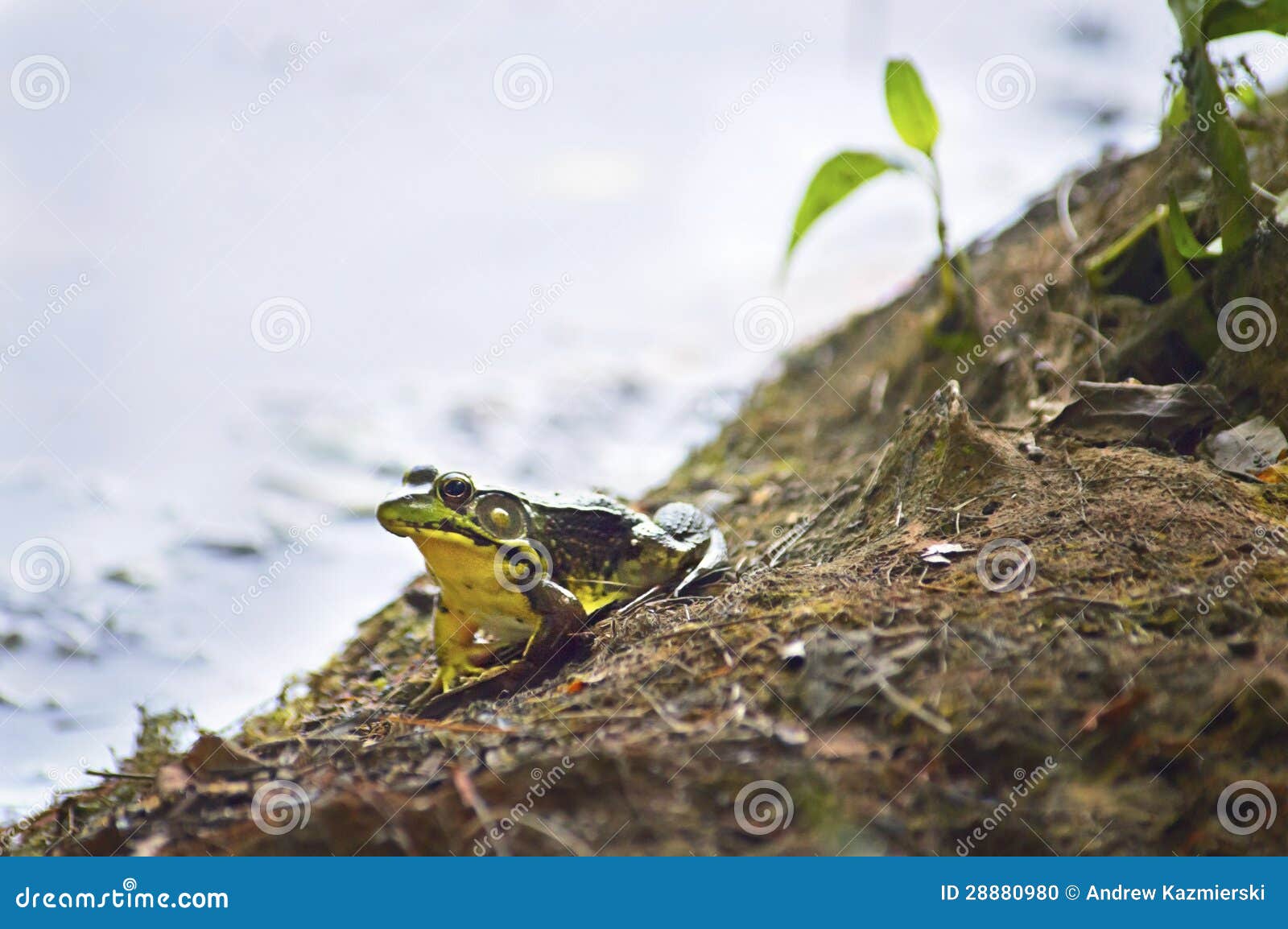 Waiting Frog stock photo. Image of amphibian, pond, shoreline - 28880980