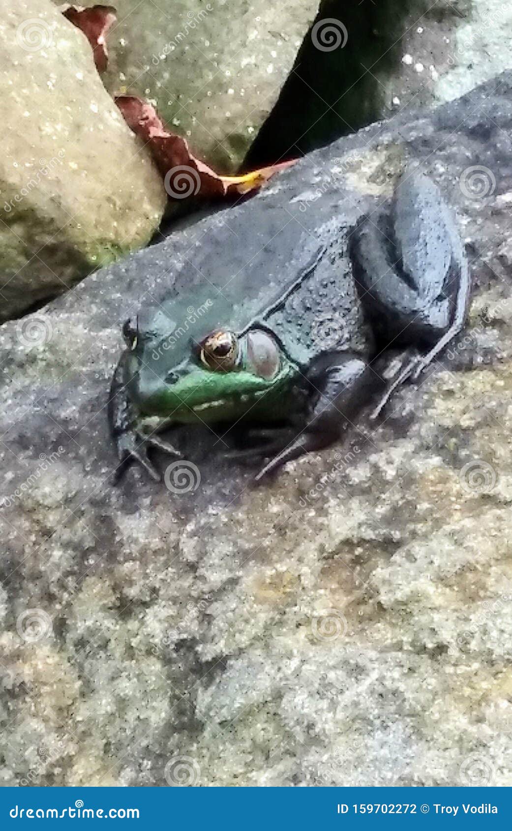 Waiting stock photo. Image of frog, waiting, pond, rocks - 159702272