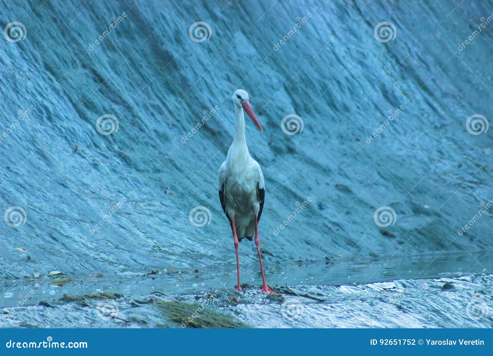 Waiting for a Frog. Stork in a Lake Stock Photo - Image of head, black ...