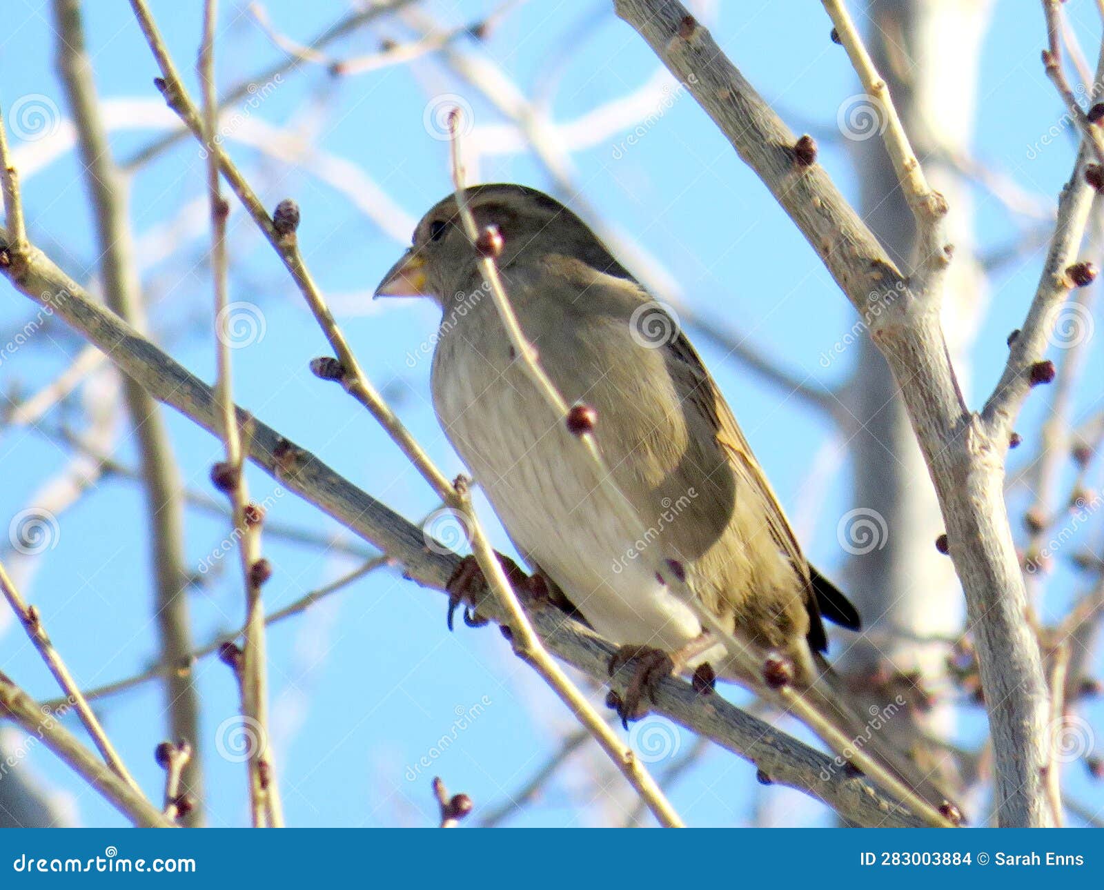 Waiting for her Mate stock photo. Image of hummingbird - 283003884