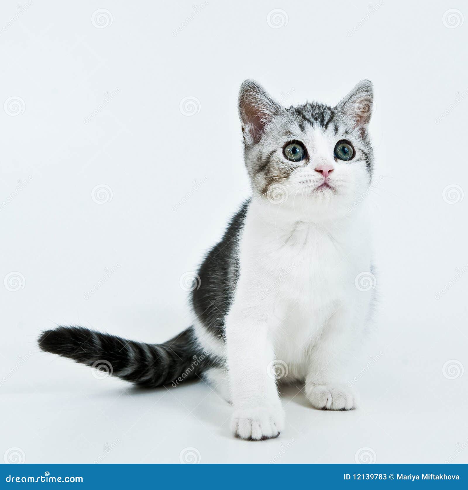 Waiting kitten stock image. Image of feline, pets, striped - 12139783