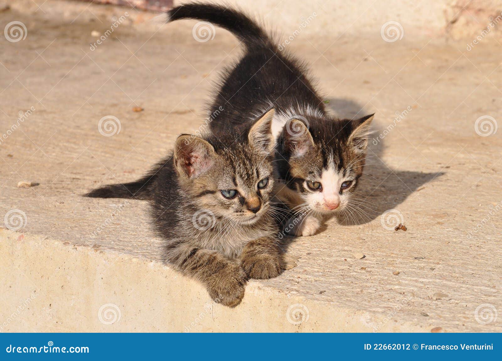 Waiting kitten stock photo. Image of relax, cats, lion - 22662012