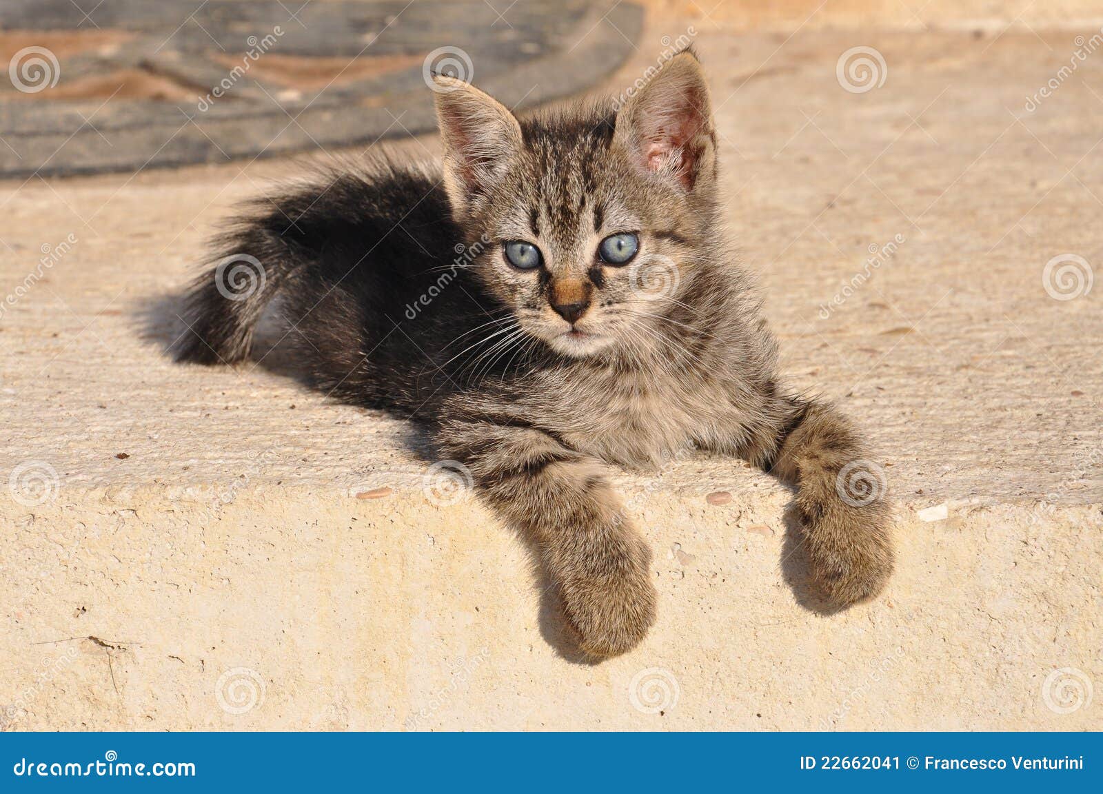 Waiting kitten stock image. Image of calendar, fauna - 22662041