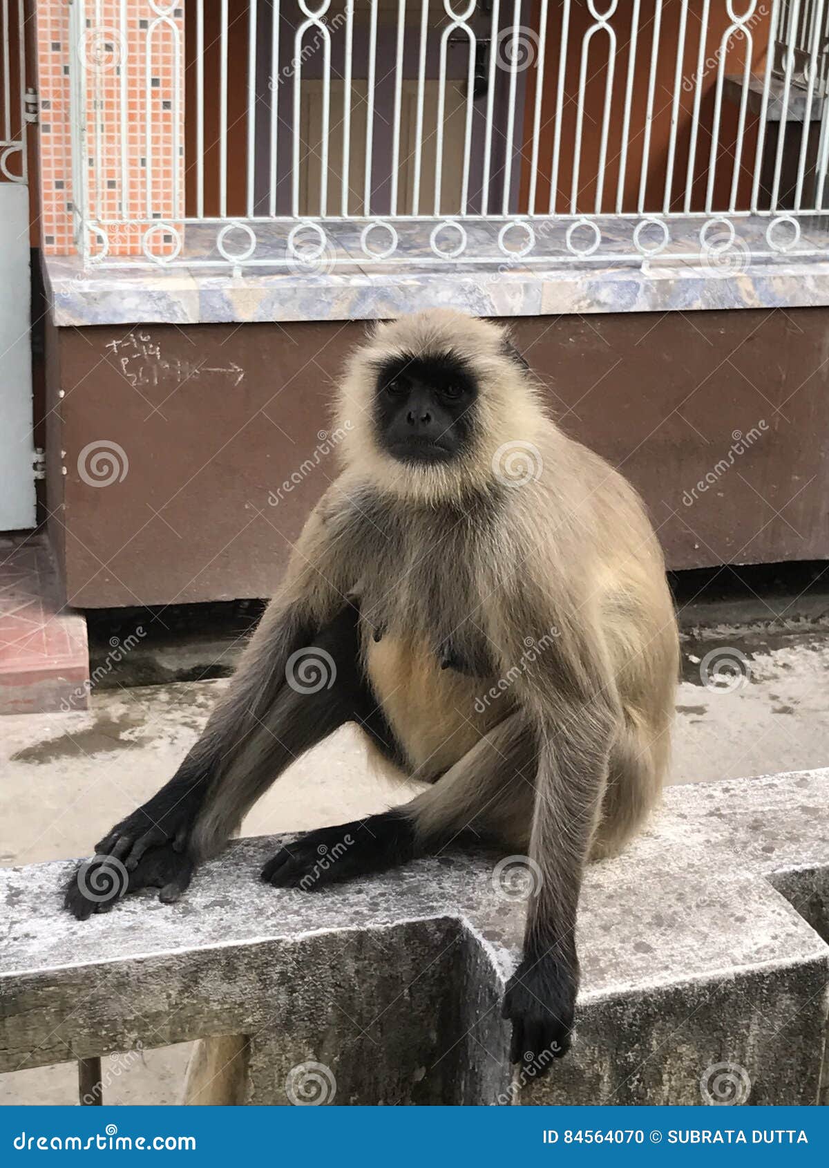 Waiting stock photo. Image of sitting, monkey, wildlife - 84564070