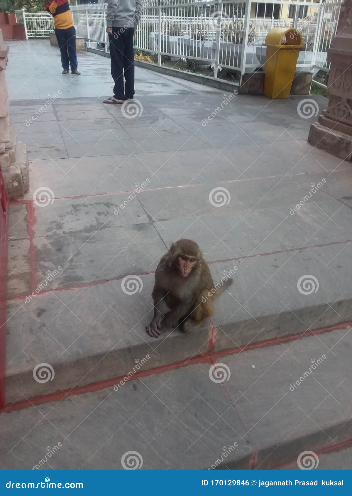 Waiting Monkey at Temple Kainchi Dham India Stock Photo - Image of ...