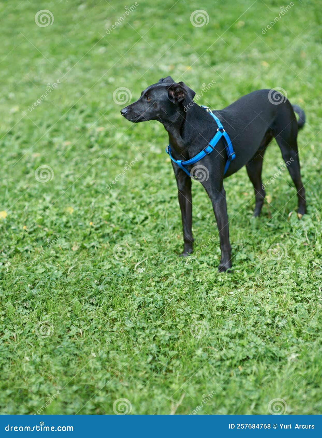Waiting for My Master. a Black Canine Standing in the Outdoors. Stock ...