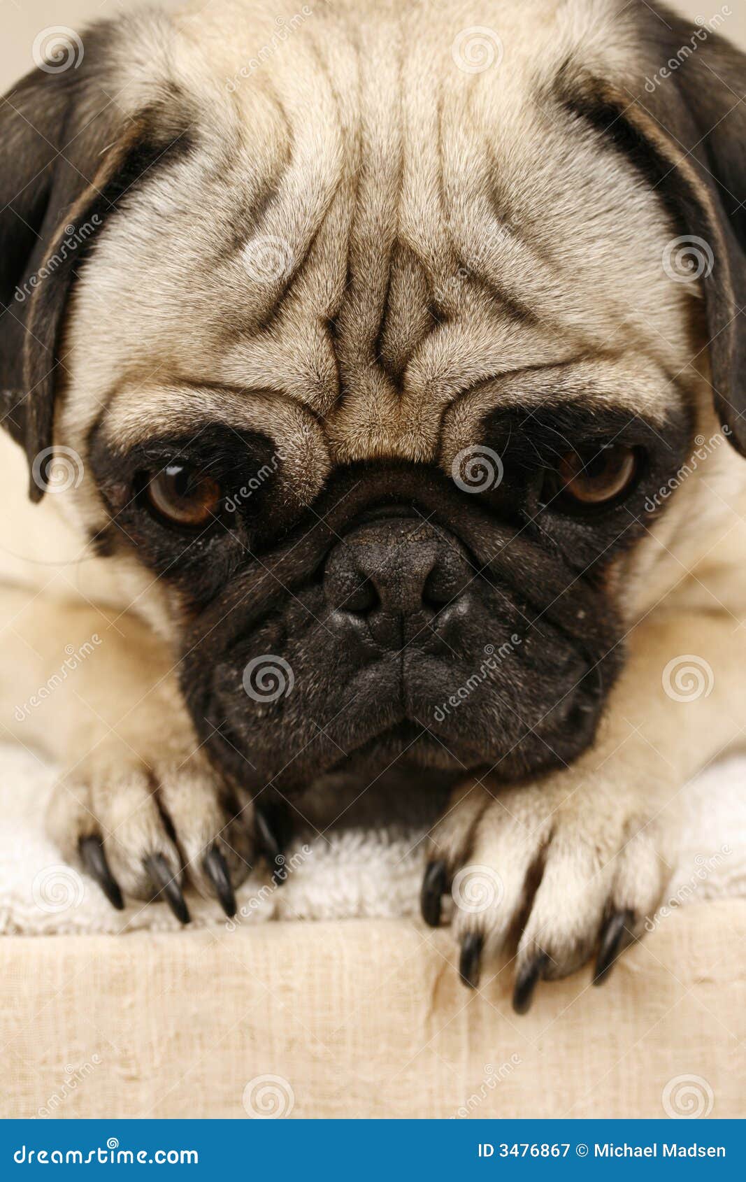 1,553 Waiting Pug Stock Photos - Free & Royalty-Free Stock Photos from ...