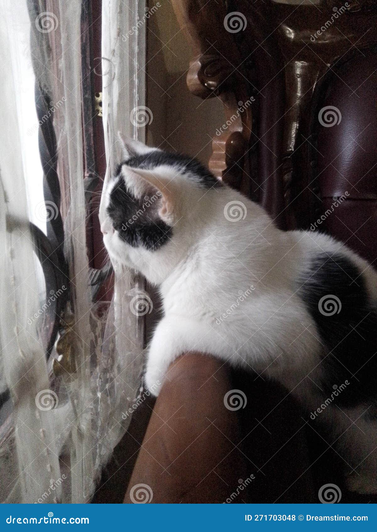 Waiting for the rain fall stock photo. Image of kitten - 271703048